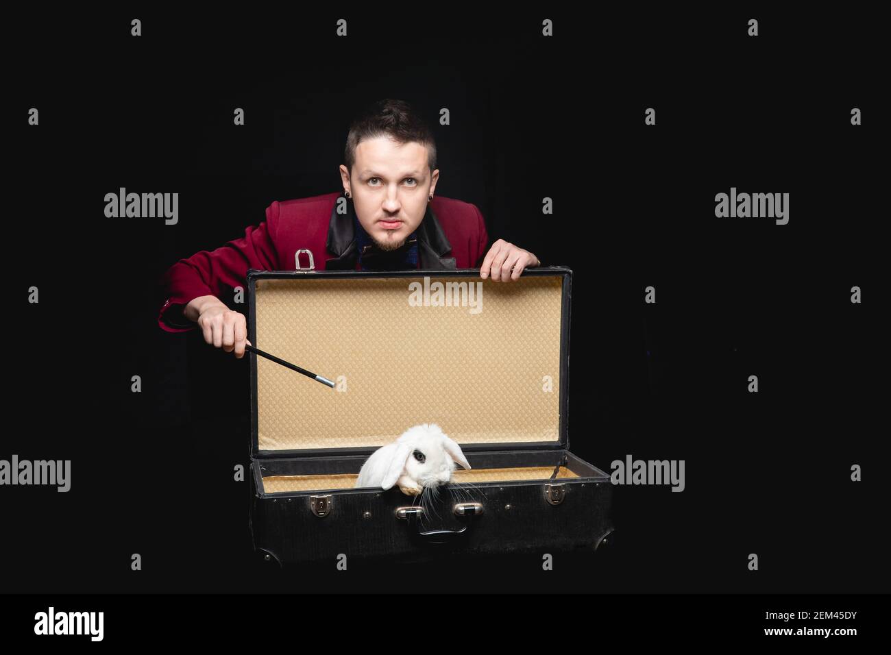 Focus disappearance white rabbit in suitcase, magician conjures magic ...