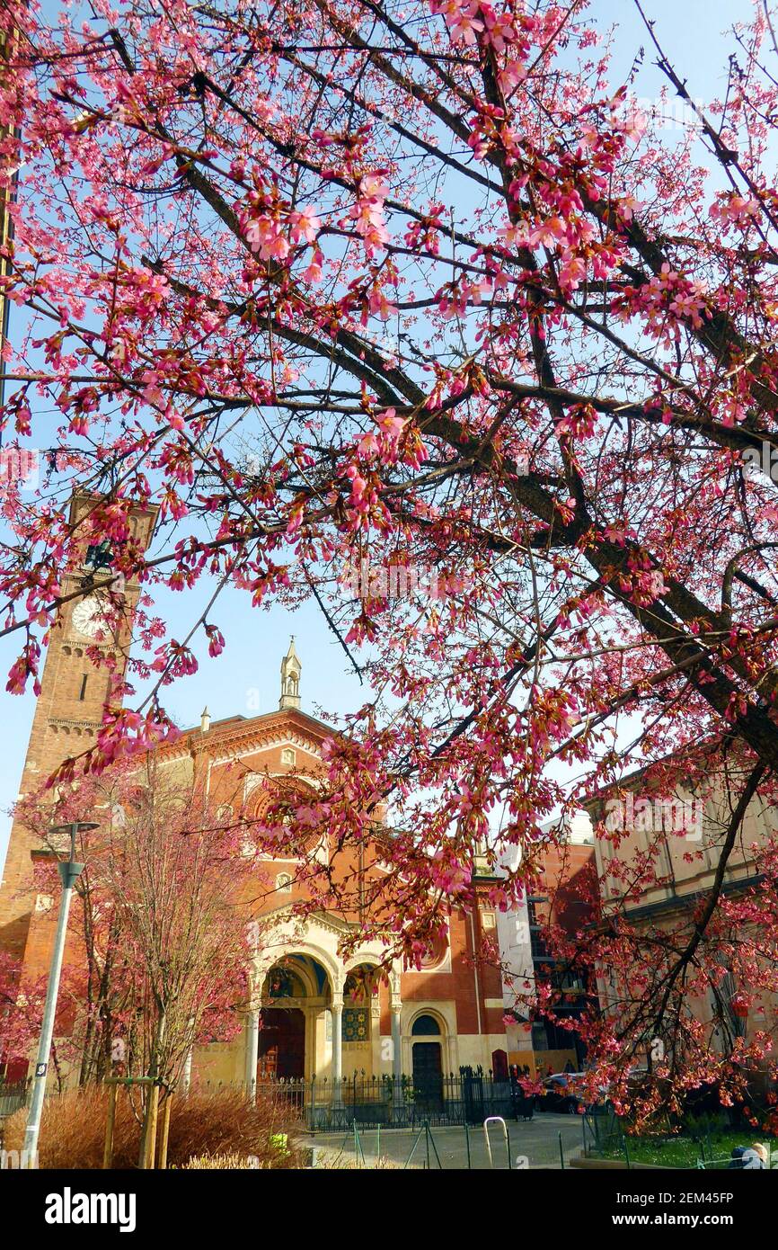 2/24/2021 - MILAN - EARLY SPRING IN PIAZZA SANT EUFEMIA, PLUMBING TREES ...