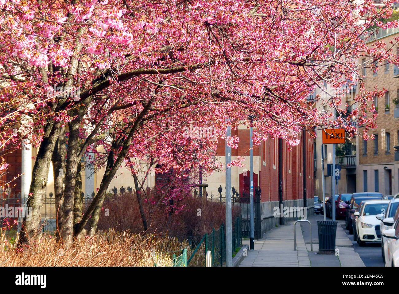 2/24/2021 - MILAN - EARLY SPRING IN PIAZZA SANT EUFEMIA, PLUMBING TREES ...