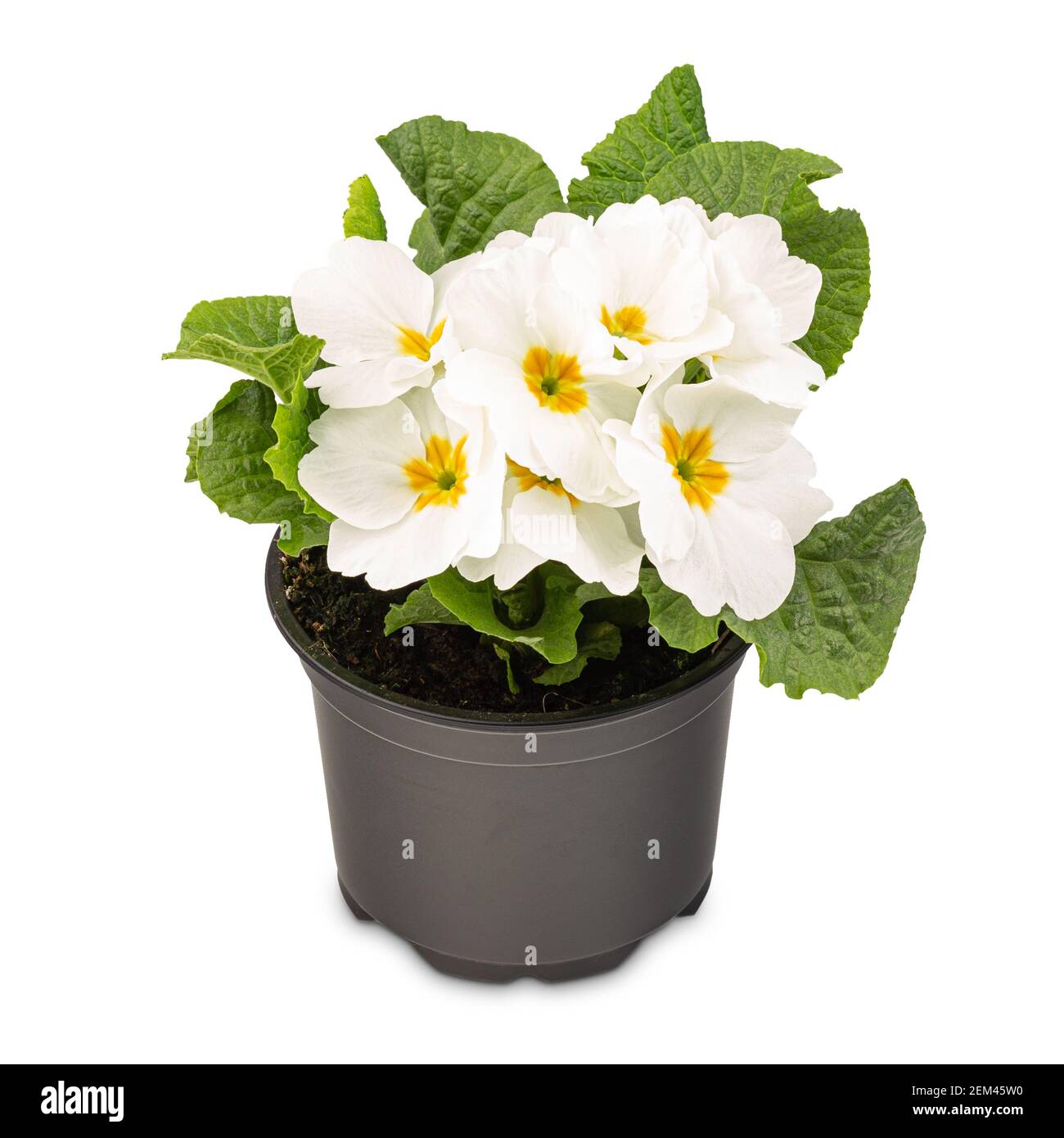 Beautiful white primula Stock Photo - Alamy
