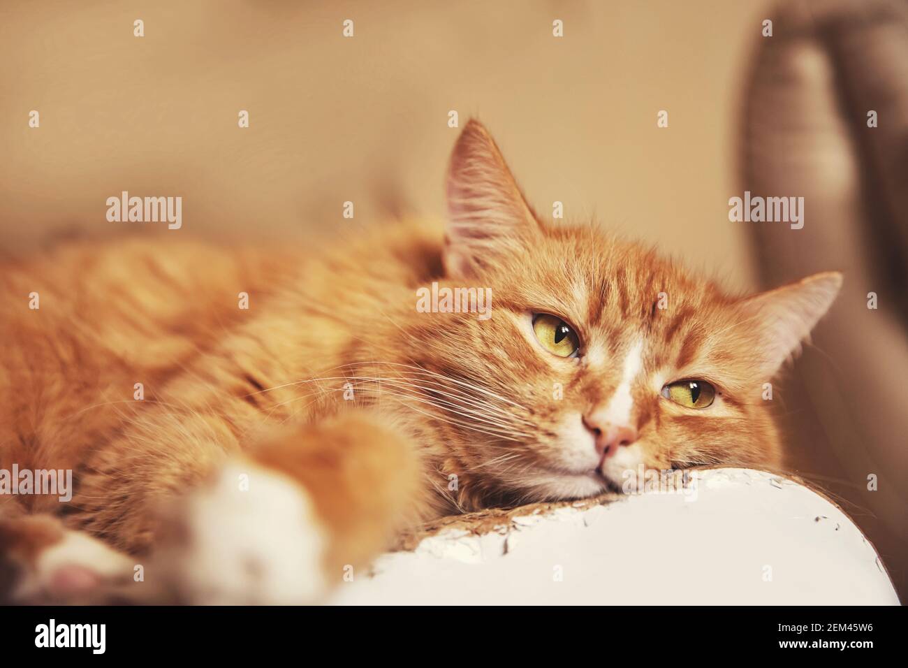 Depression kitty hi-res stock photography and images - Alamy