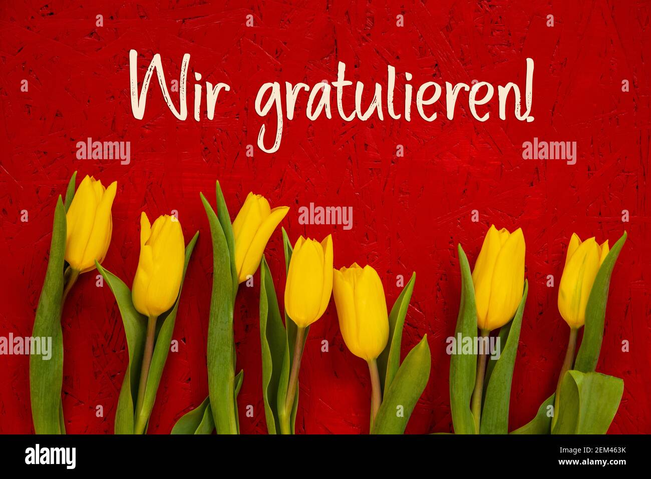 Yellow Tulip Flowers, Red Background, Wir Gratulieren Means ...