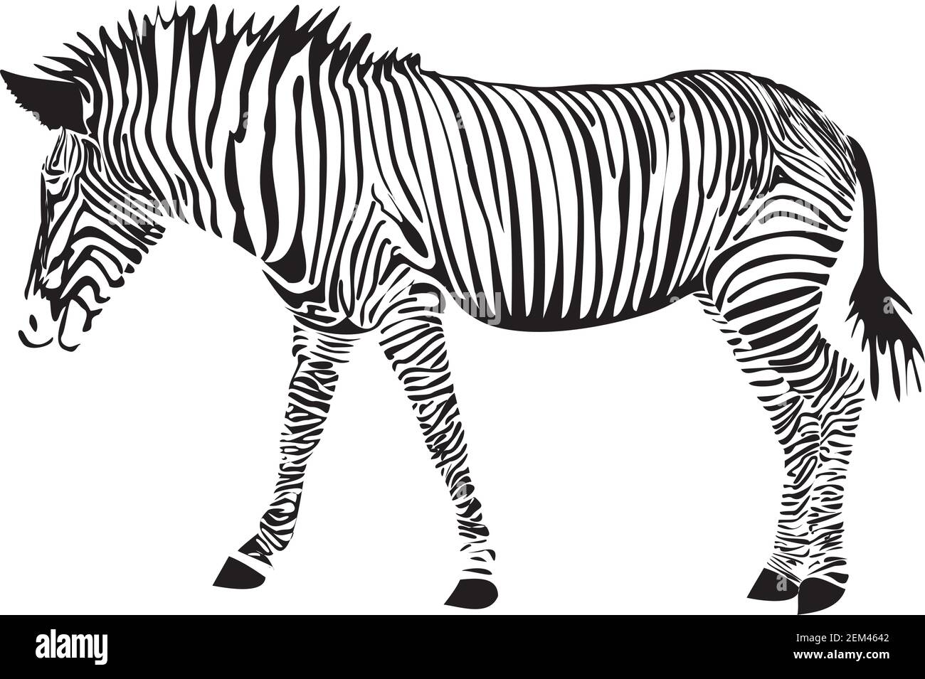 Animal horizontal zebra nature Stock Vector Images - Alamy