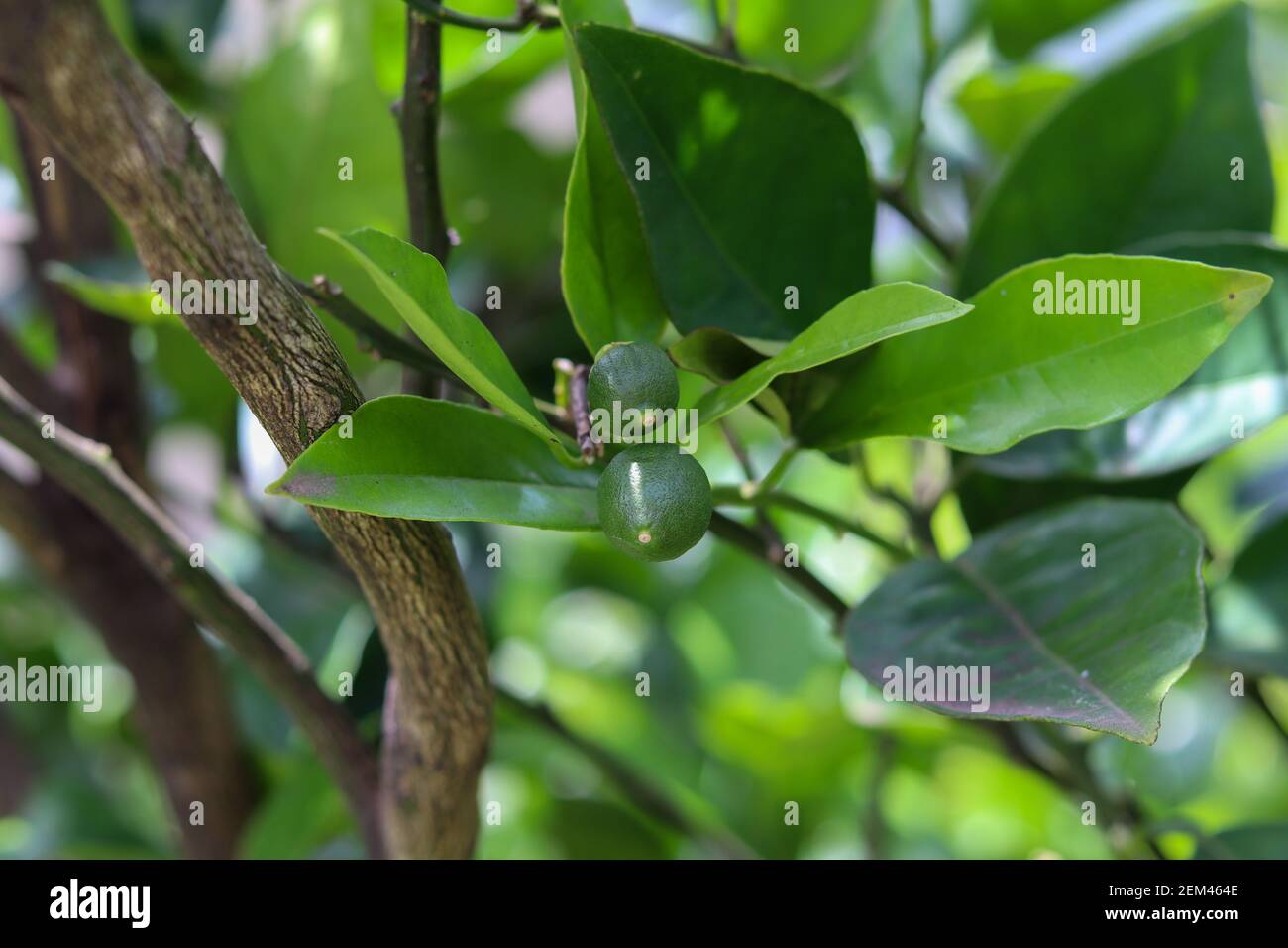 Small orange tree hi-res stock photography and images - Alamy