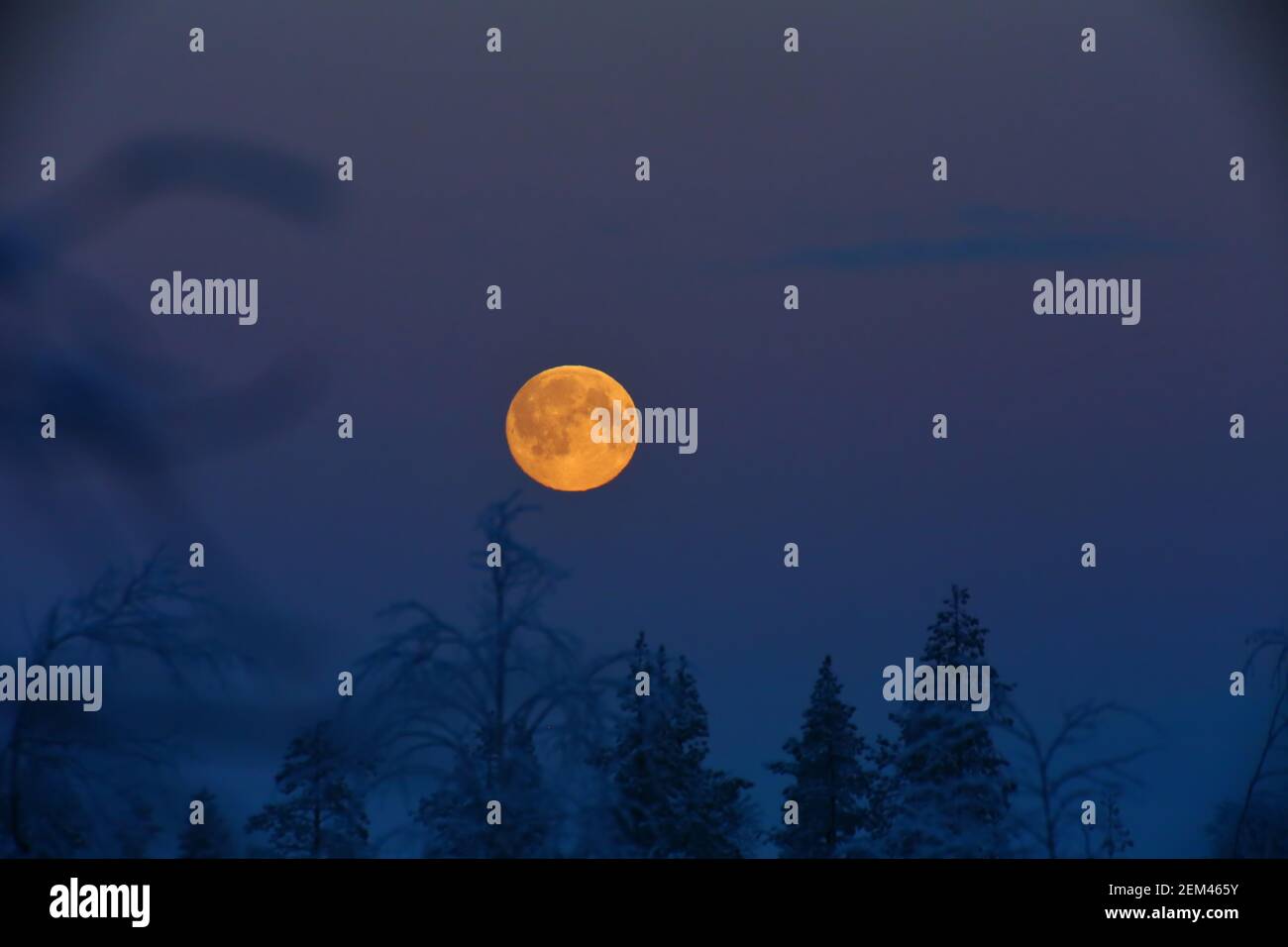 Full moon over forest in the early morning Stock Photo - Alamy