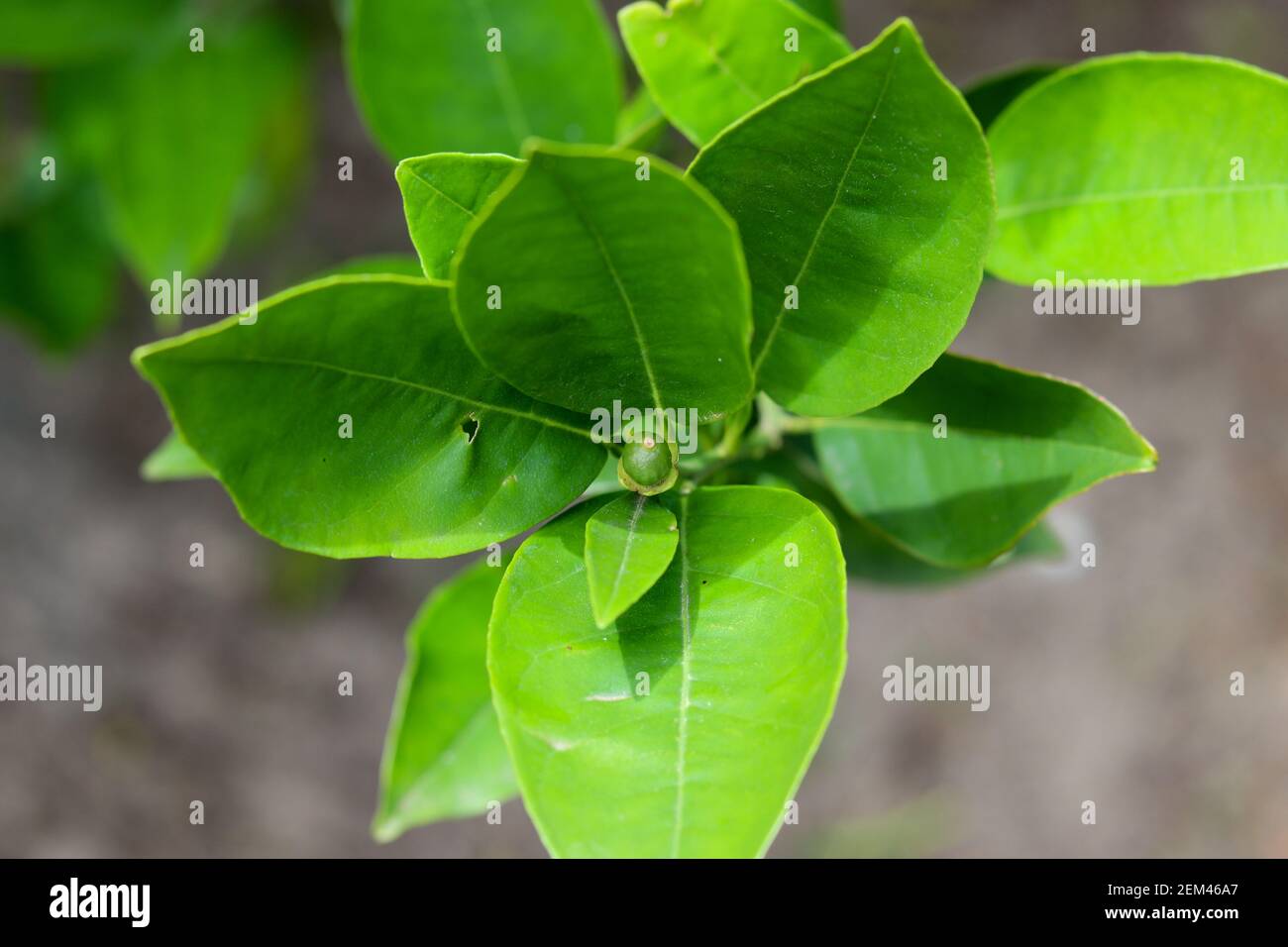 Small orange tree hi-res stock photography and images - Alamy