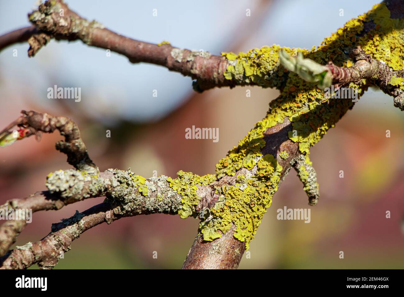 Green lichen close-up on tree branch. Plant disease Stock Photo - Alamy