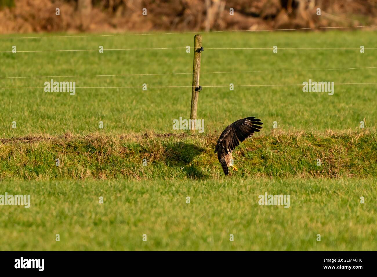 Large bird of prey flies above a ditch in a meadow and hunts for food ...
