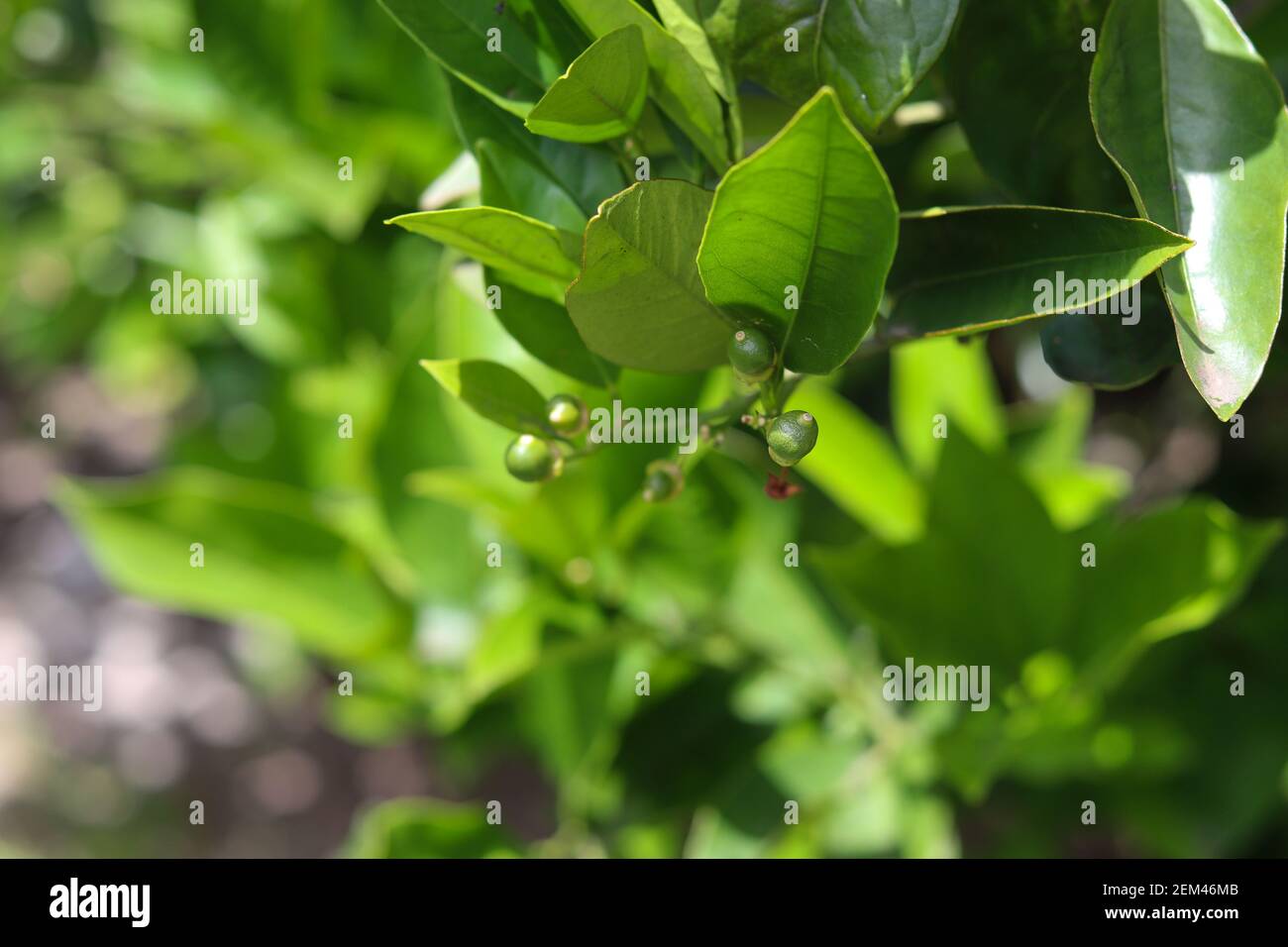 Small orange tree hi-res stock photography and images - Alamy