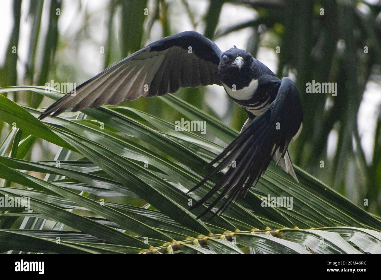 Black baza hi-res stock photography and images - Alamy