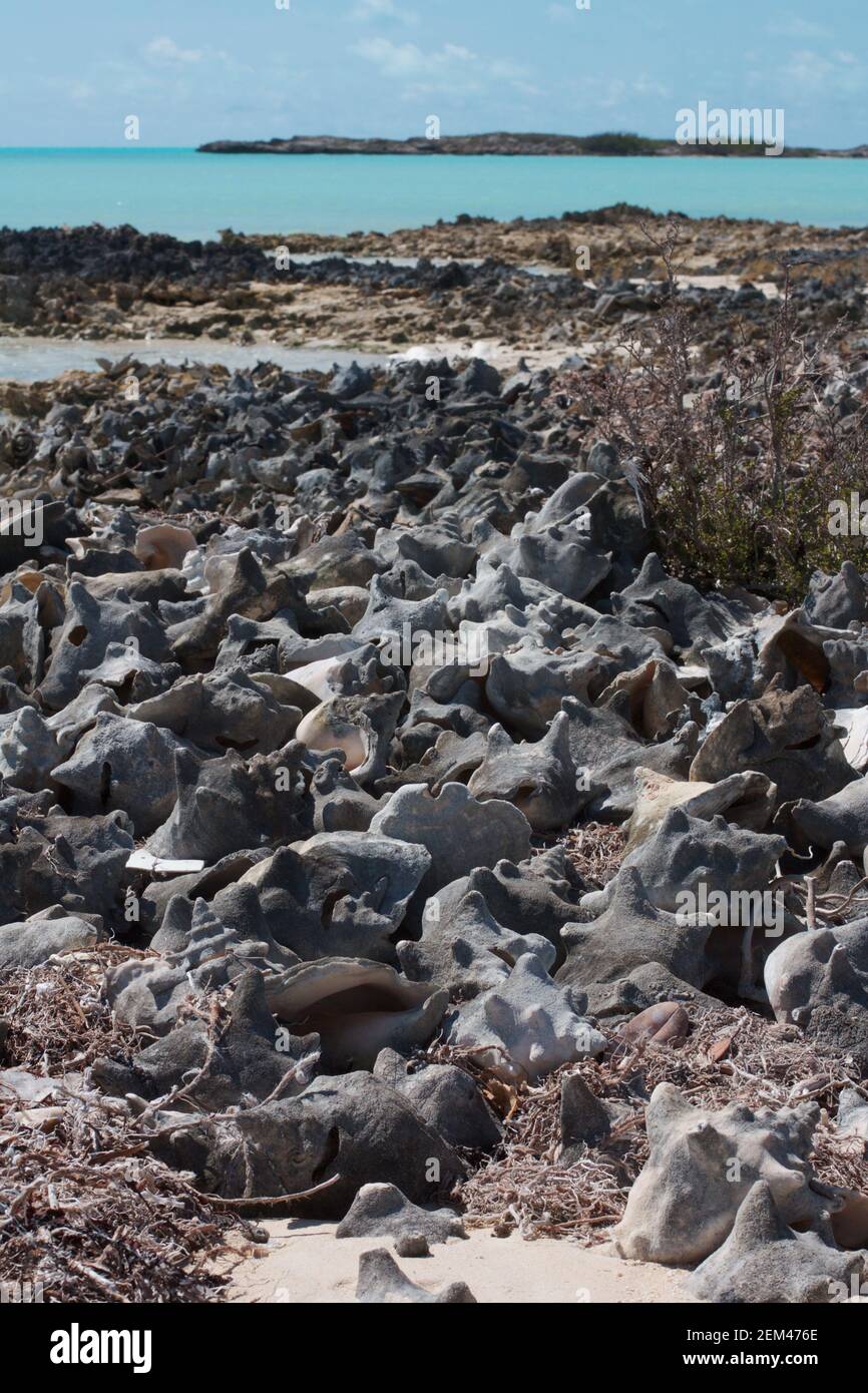 Turks and caicos shell hi-res stock photography and images - Alamy