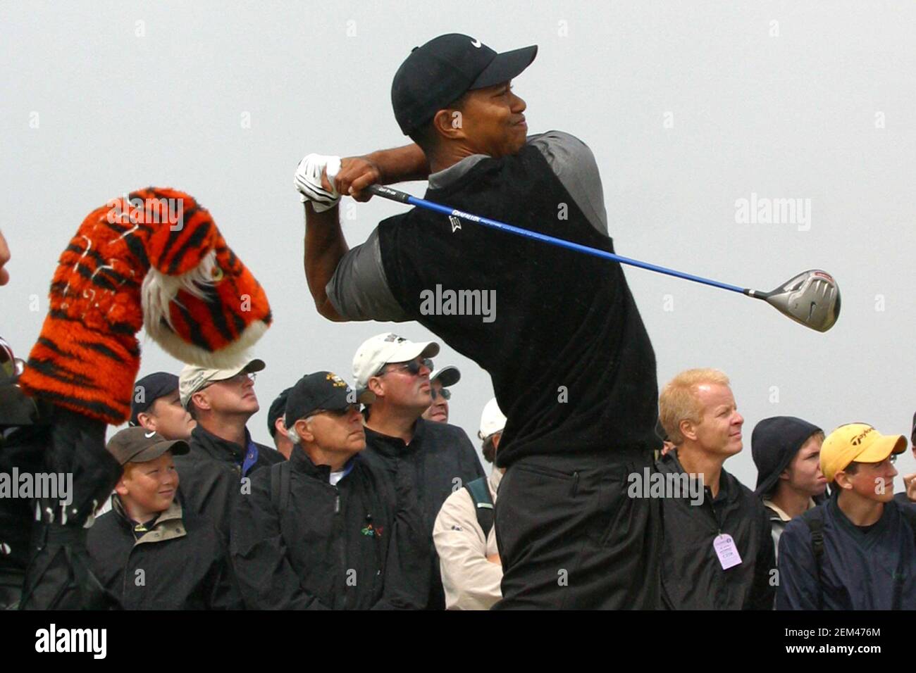 Tiger golf head cover hi-res stock photography and images - Alamy
