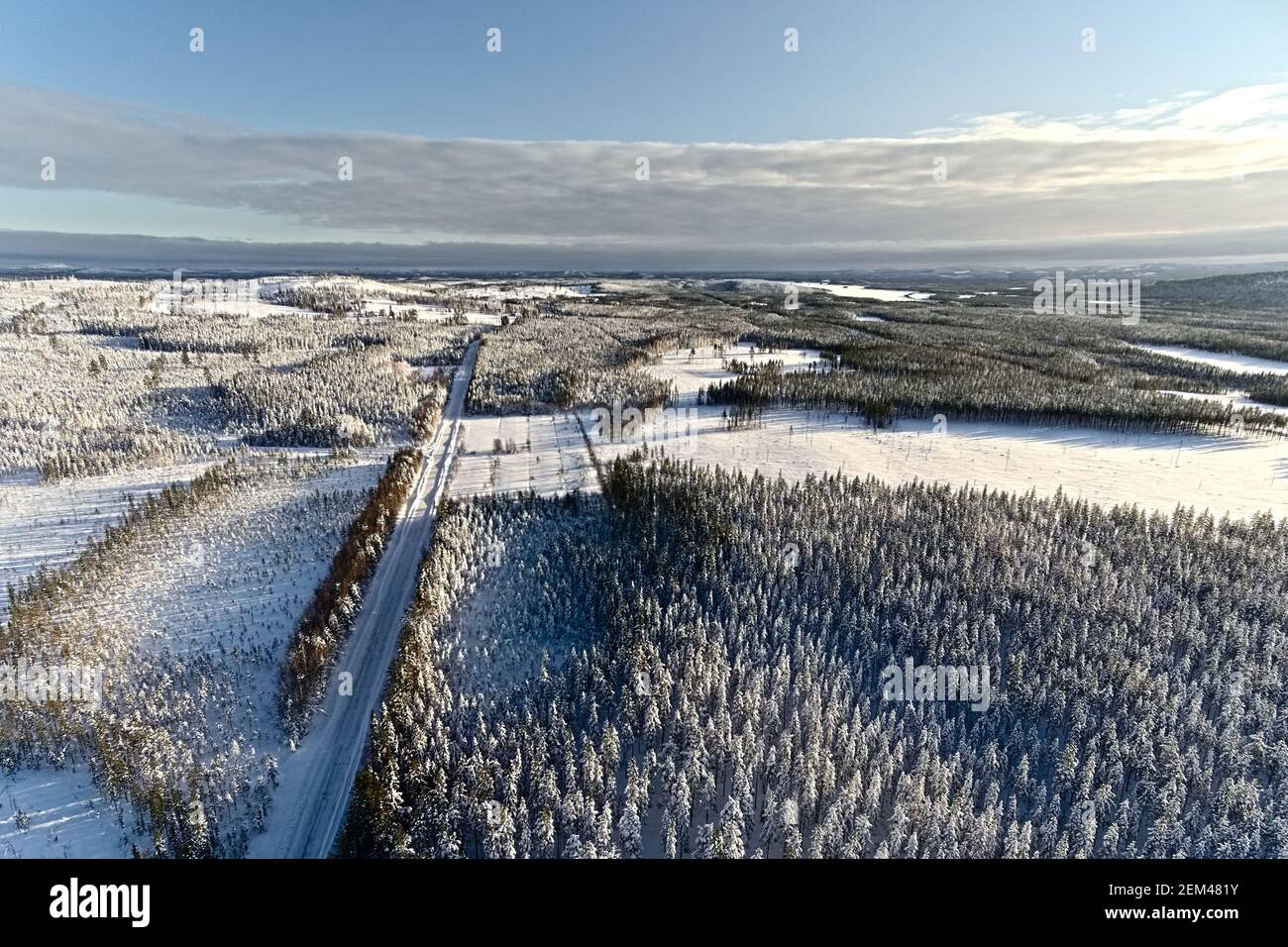 Swedish pines hi-res stock photography and images - Alamy