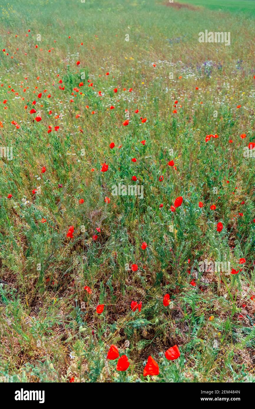 Red poppies sway in wind in field landscape. Beautiful field with ...