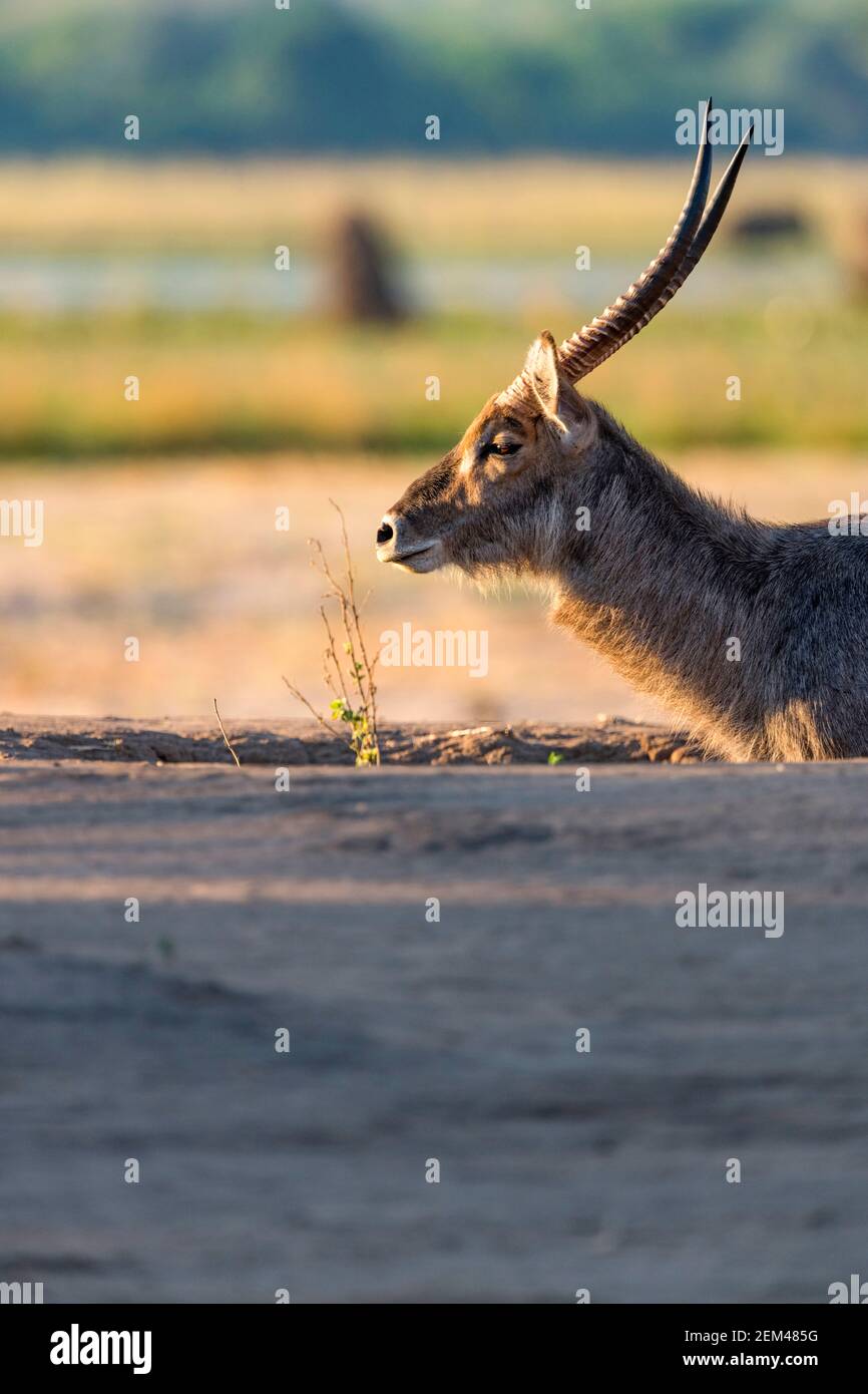 A waterbuck face on hi-res stock photography and images - Alamy