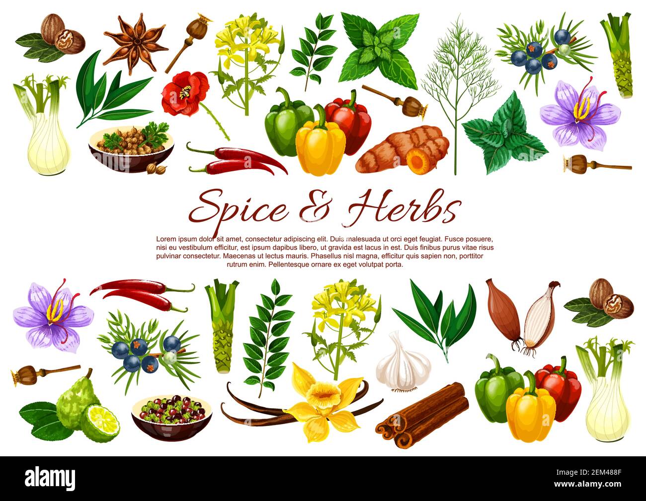 Spice and herb food seasonings vector banner with borders of vegetable ...