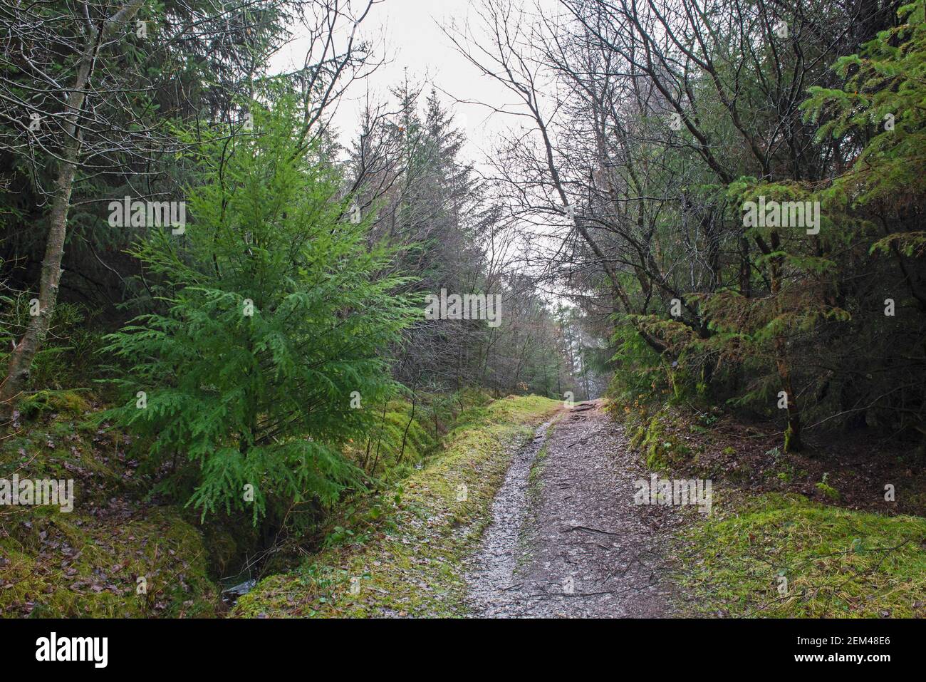 Track through a remote woodland forest in rural countryside landscape ...