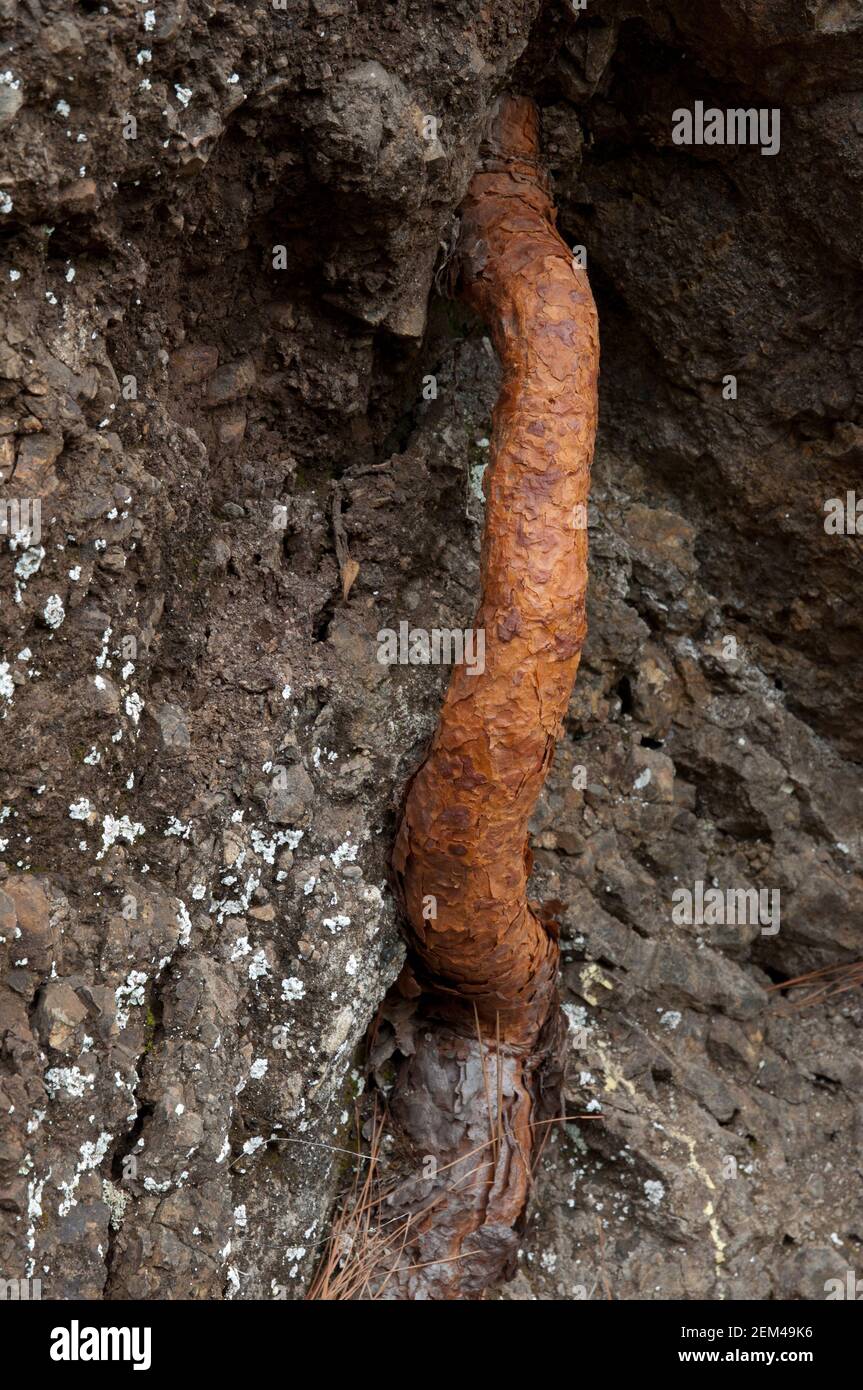 Root of Canary Island pine Pinus canariensis. Caldera de Taburiente ...