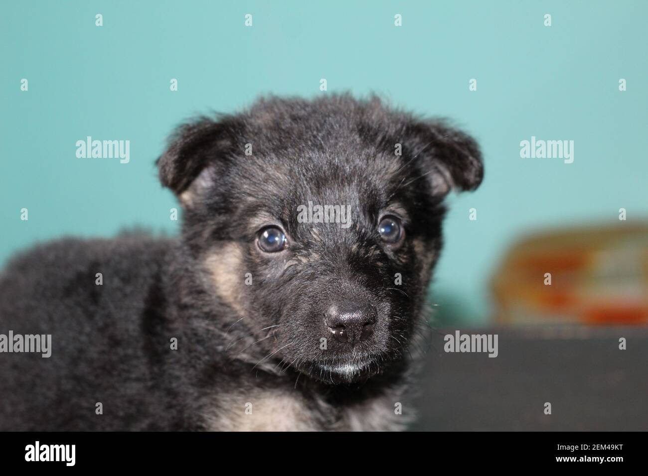 Cute little german shepherd puppy close up Stock Photo - Alamy