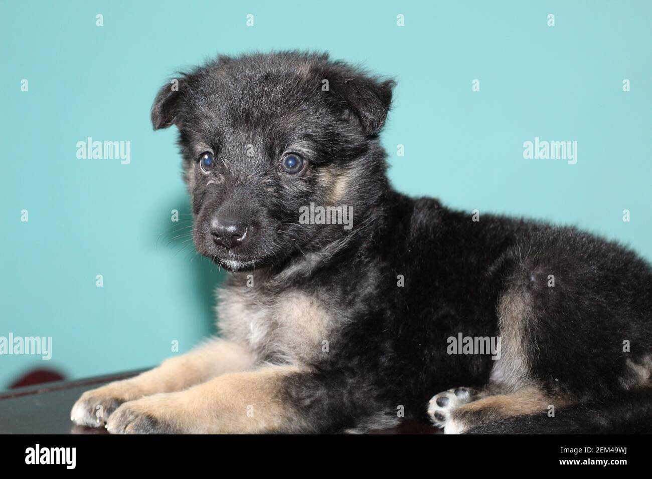 Cute little german shepherd puppy close up Stock Photo - Alamy