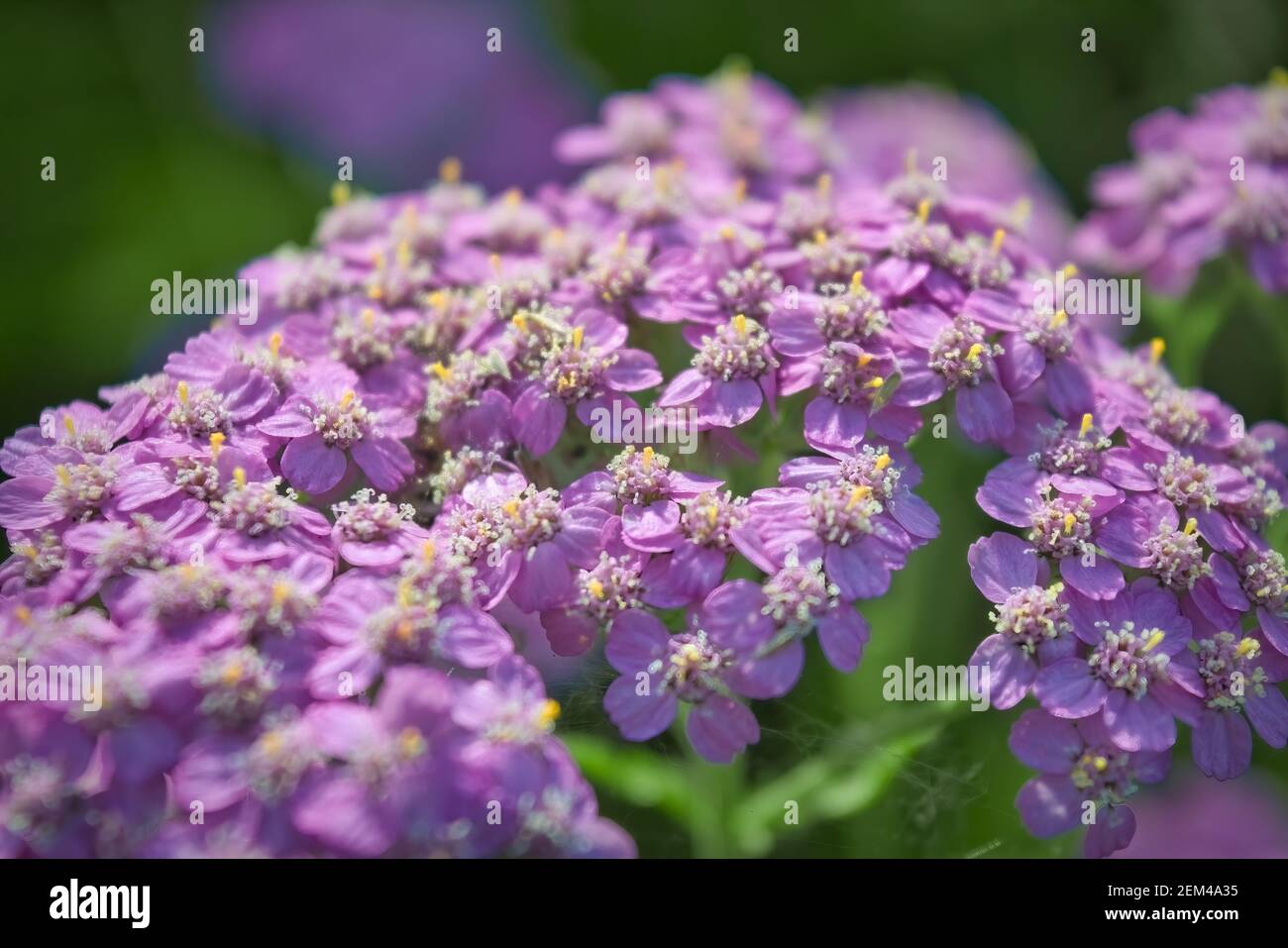 Common yarrow Achillea millefoliumwhite flowers close up top view as ...