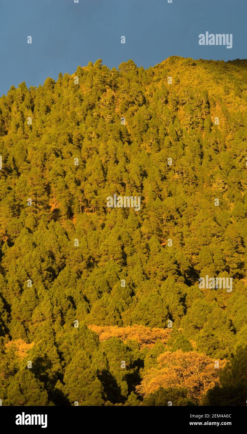 Forest of Canary Islands pine Pinus canariensis. El Paso. La Palma ...