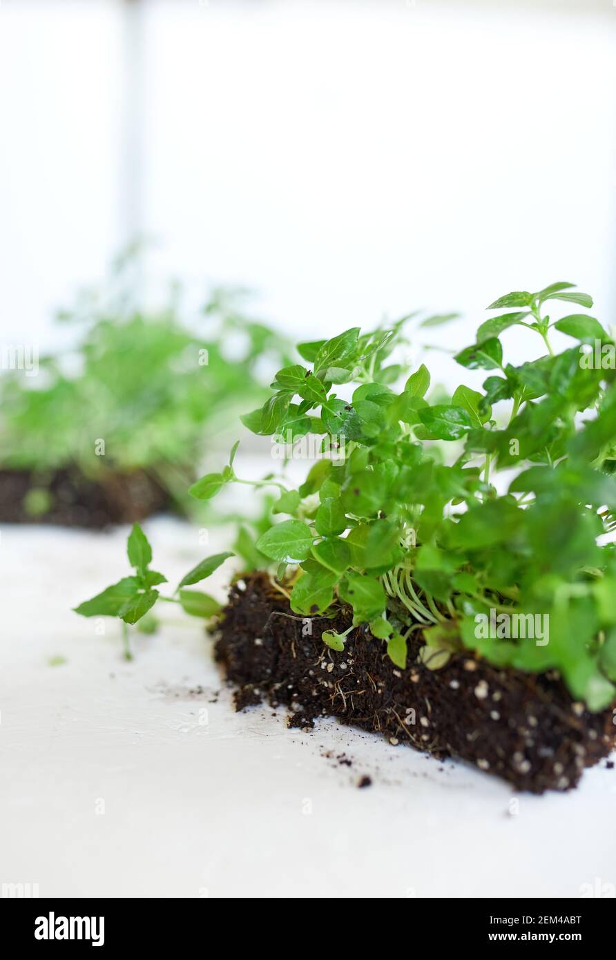Microgreens basil on white background, Vegan micro sunflower greens ...