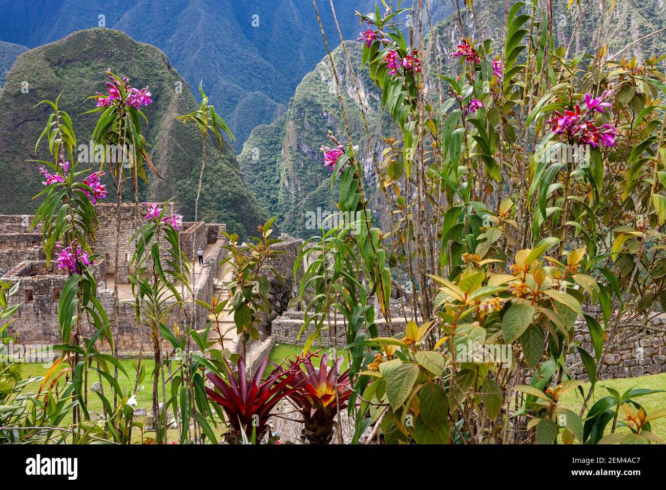 Exotic wild flowers in the Inca city of Machu Picchu in Peru, South ...