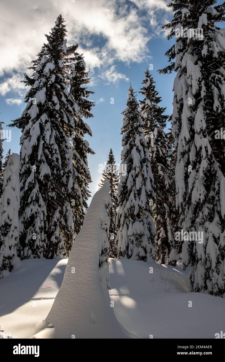 Spruce trees in the mountains Stock Photo - Alamy