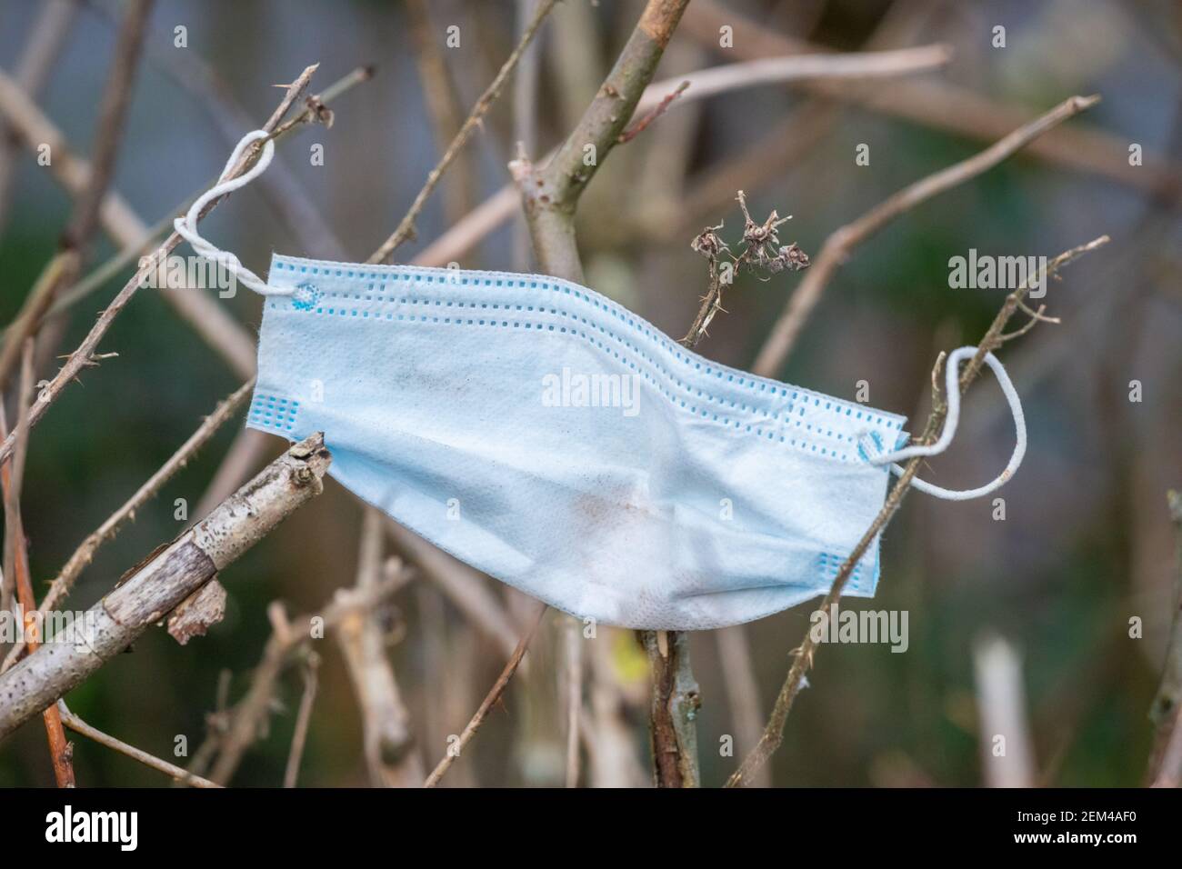Disposable blue pleated face mask litter seen discarded on branches in ...