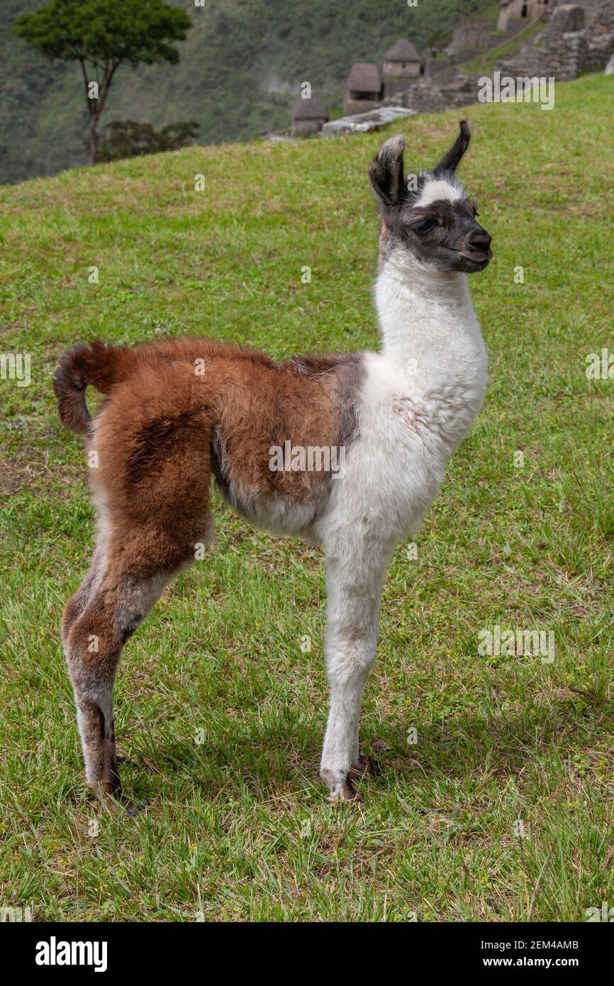 A young llama (Lama glama)in the Inca city of Machu Picchu in Peru ...