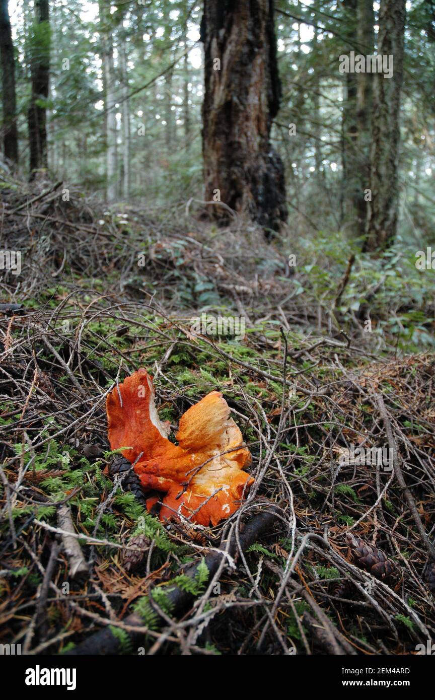 Lobster Mushroom (Hypomyces lactifluorum Stock Photo - Alamy Lobster Mushroom (Hypomyces lactifluorum Stock Photo - Alamy