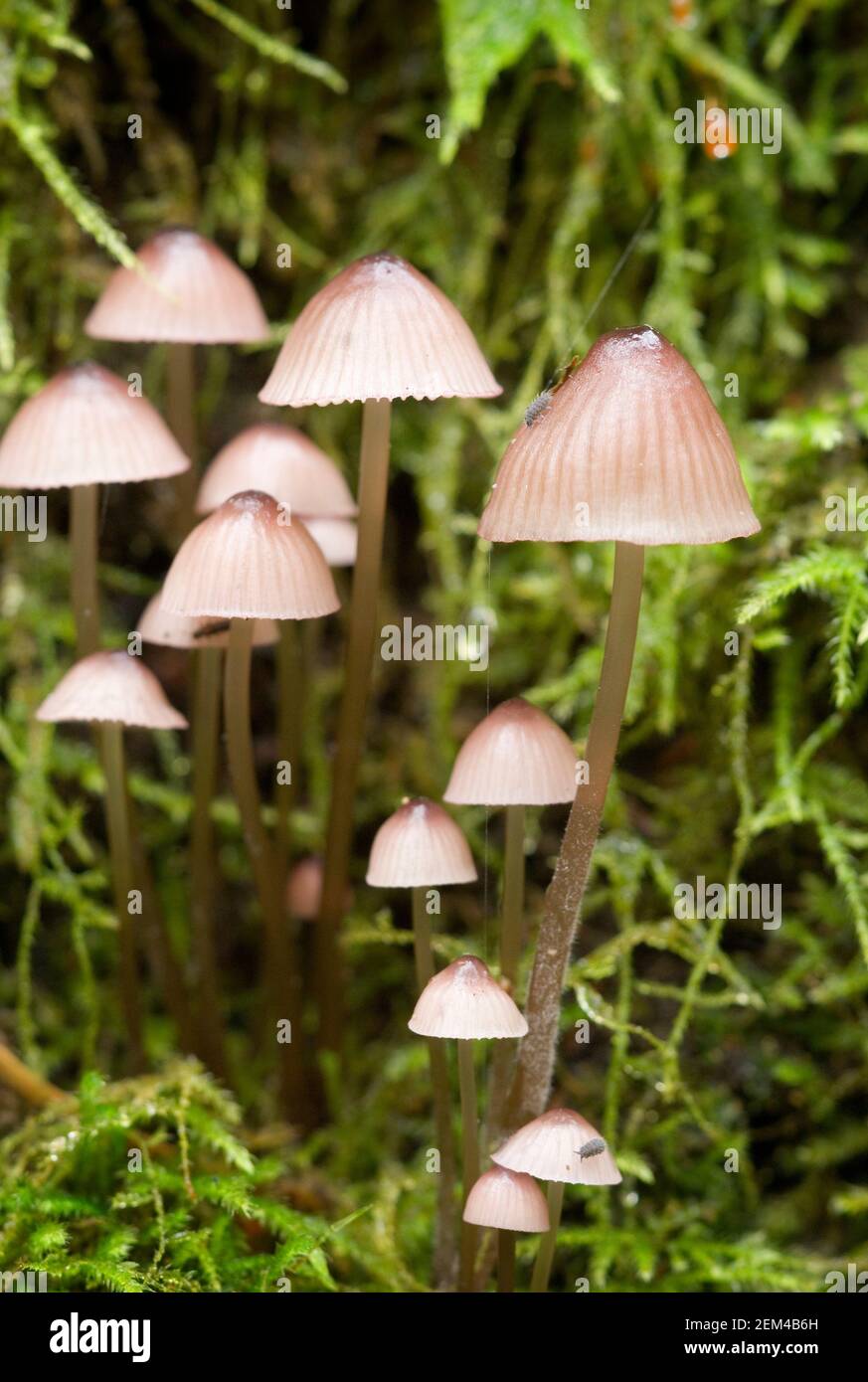 Mycena mushrooms hi-res stock photography and images - Alamy