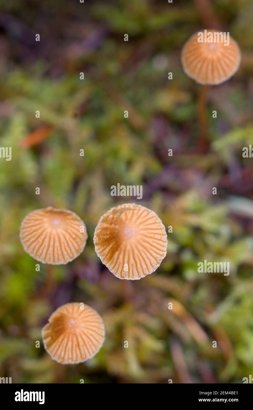 Mycena mushroom hi-res stock photography and images - Alamy