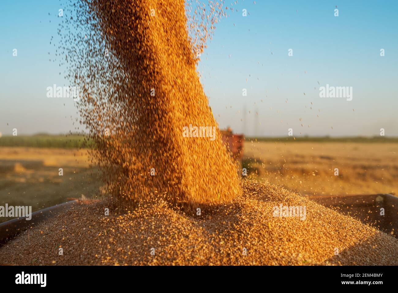 Close up view of combine harvester pouring a tractor-trailer with grain ...