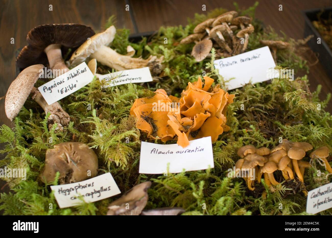 Mushrooms on display with labels Stock Photo - Alamy