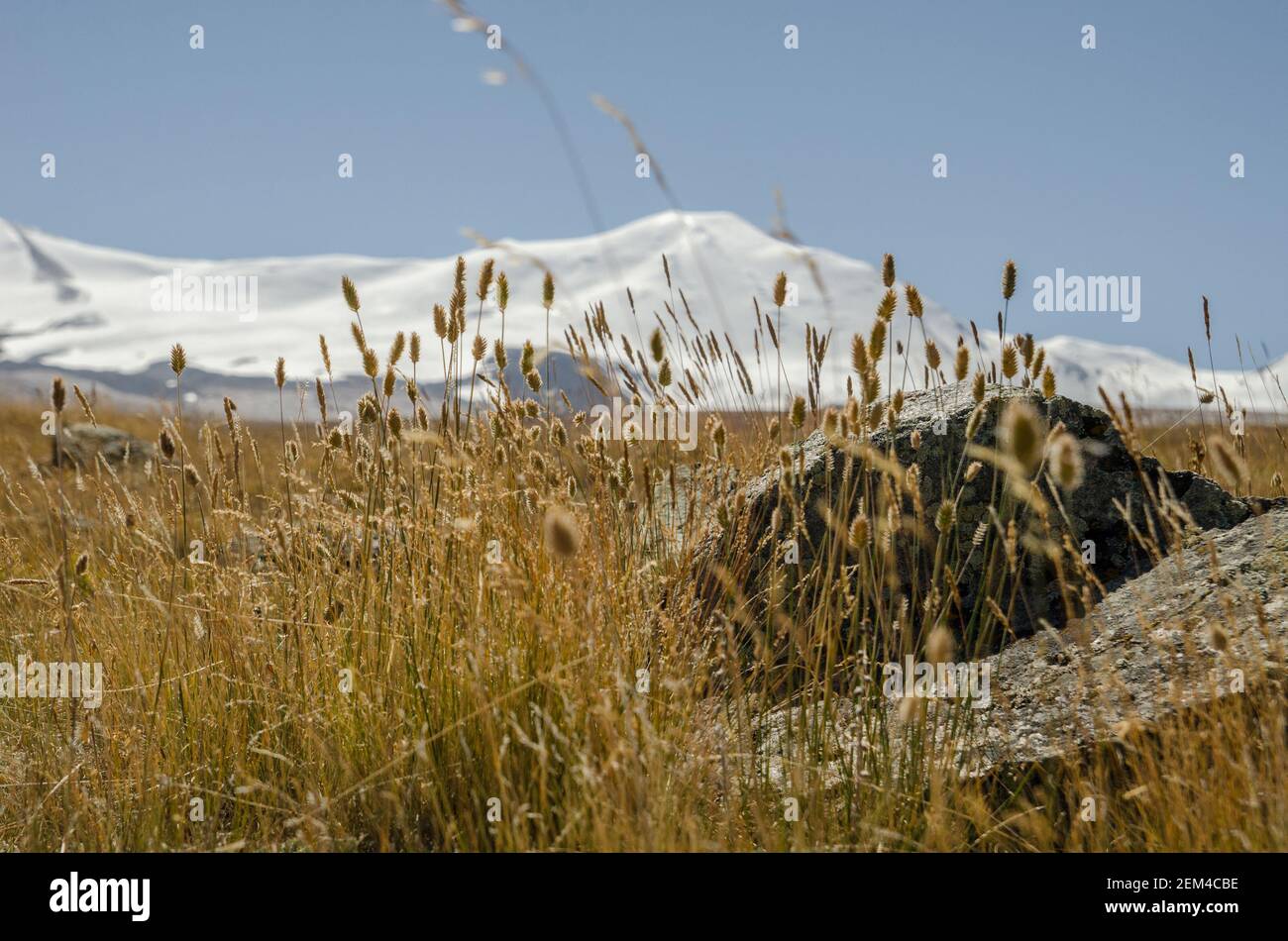 Wildlife Altai. Steppe with grass and mountain peak with snow in the ...