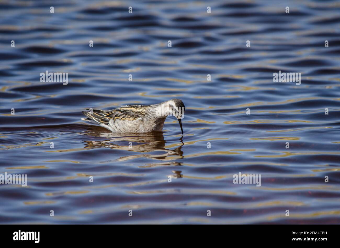 Rocking bird hi-res stock photography and images - Alamy