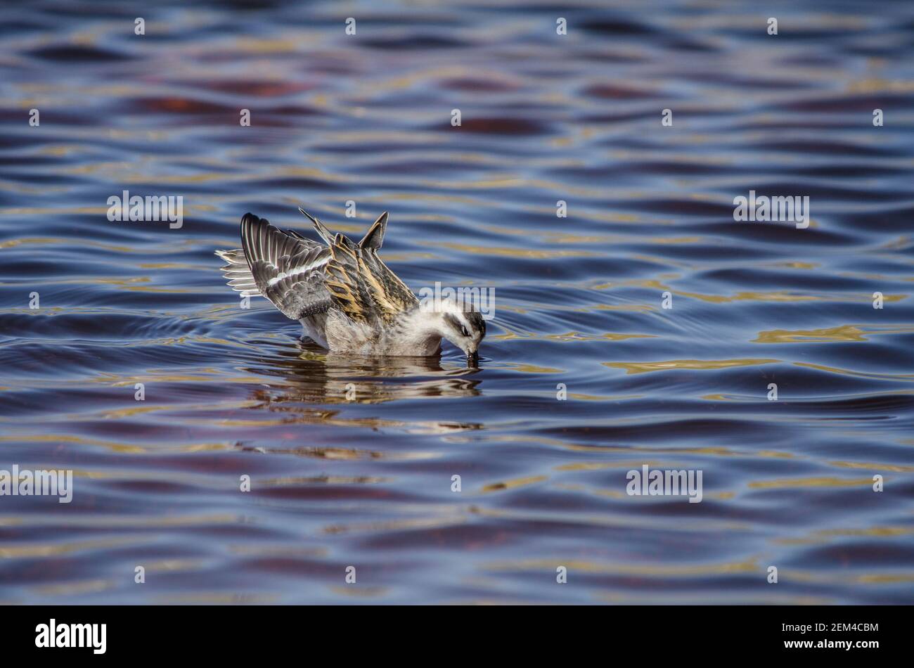 Rocking bird hi-res stock photography and images - Alamy