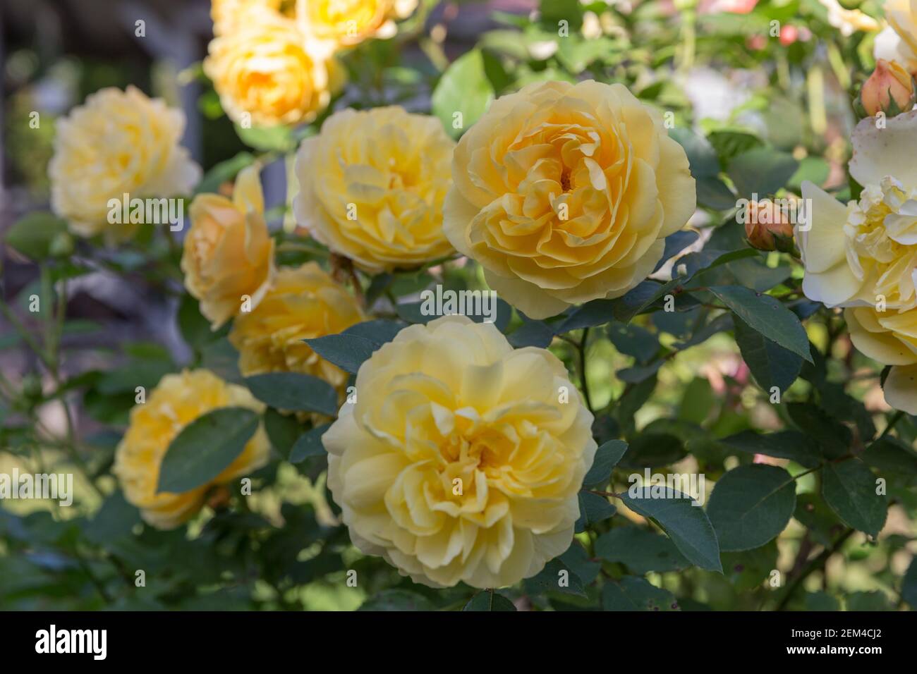 English blossom yellow hi-res stock photography and images - Alamy