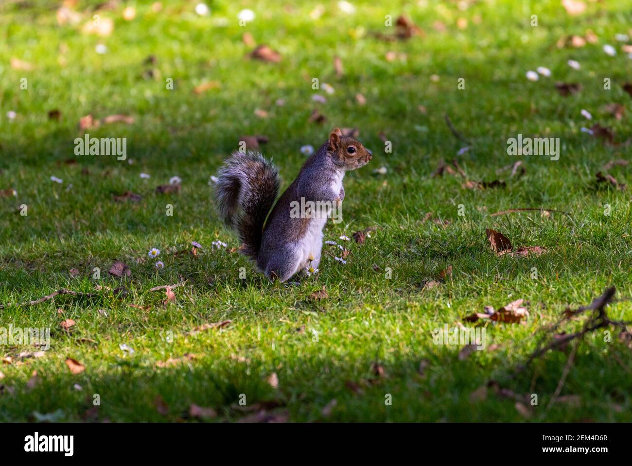 Tail furry tail hi-res stock photography and images - Alamy
