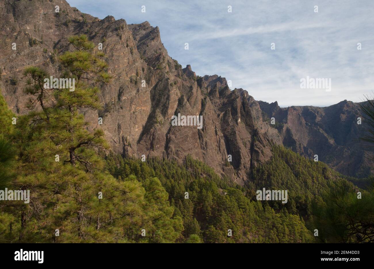 Cliffs and forest of Canary Island pine Pinus canariensis. Caldera de ...