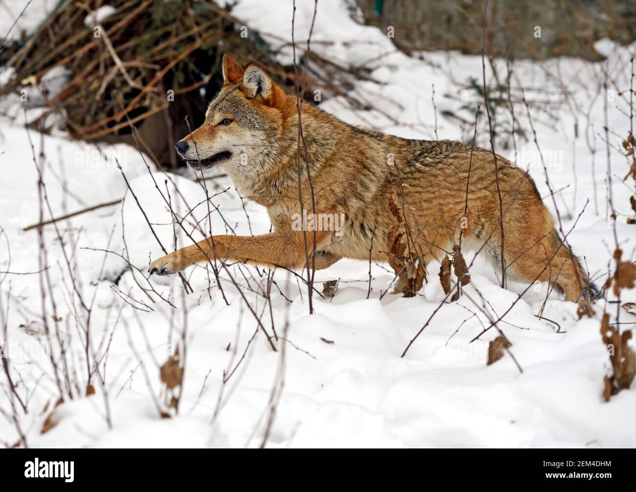 Gray Wolf in the forest in winter Stock Photo - Alamy