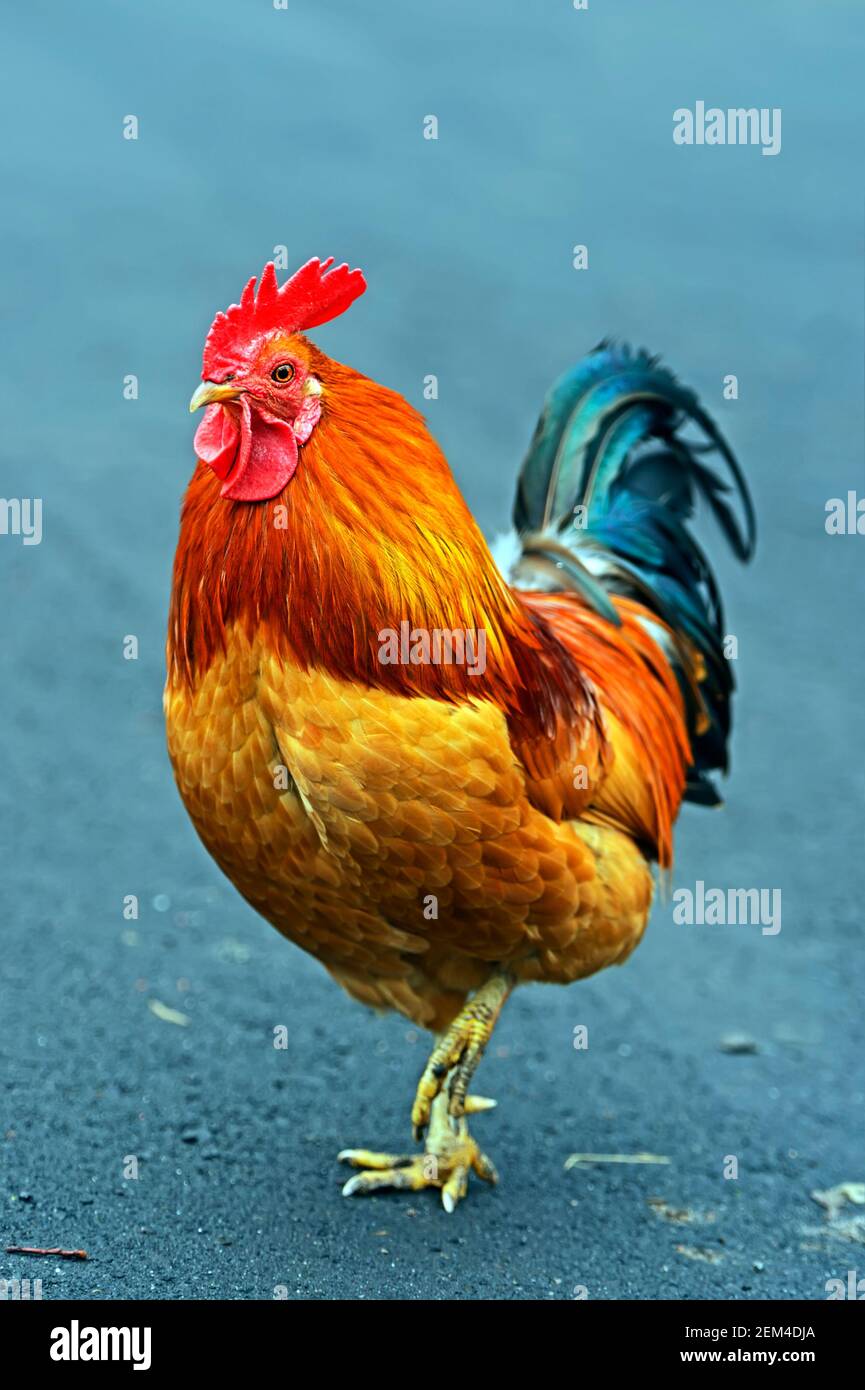 Pet rooster hi-res stock photography and images - Alamy
