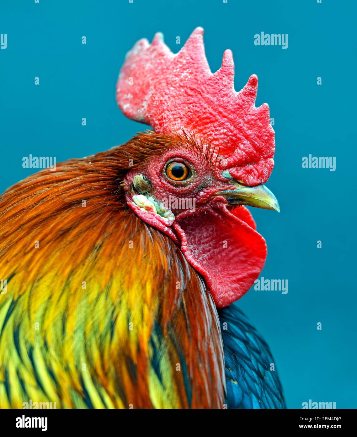 Pet rooster hi-res stock photography and images - Alamy