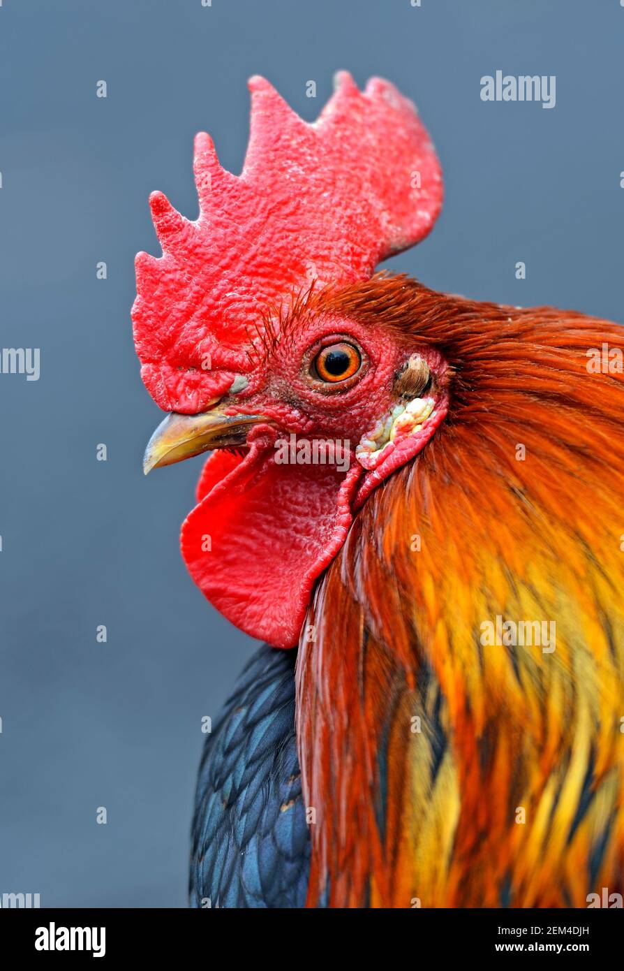 Portrait pet rooster on the farm Stock Photo - Alamy