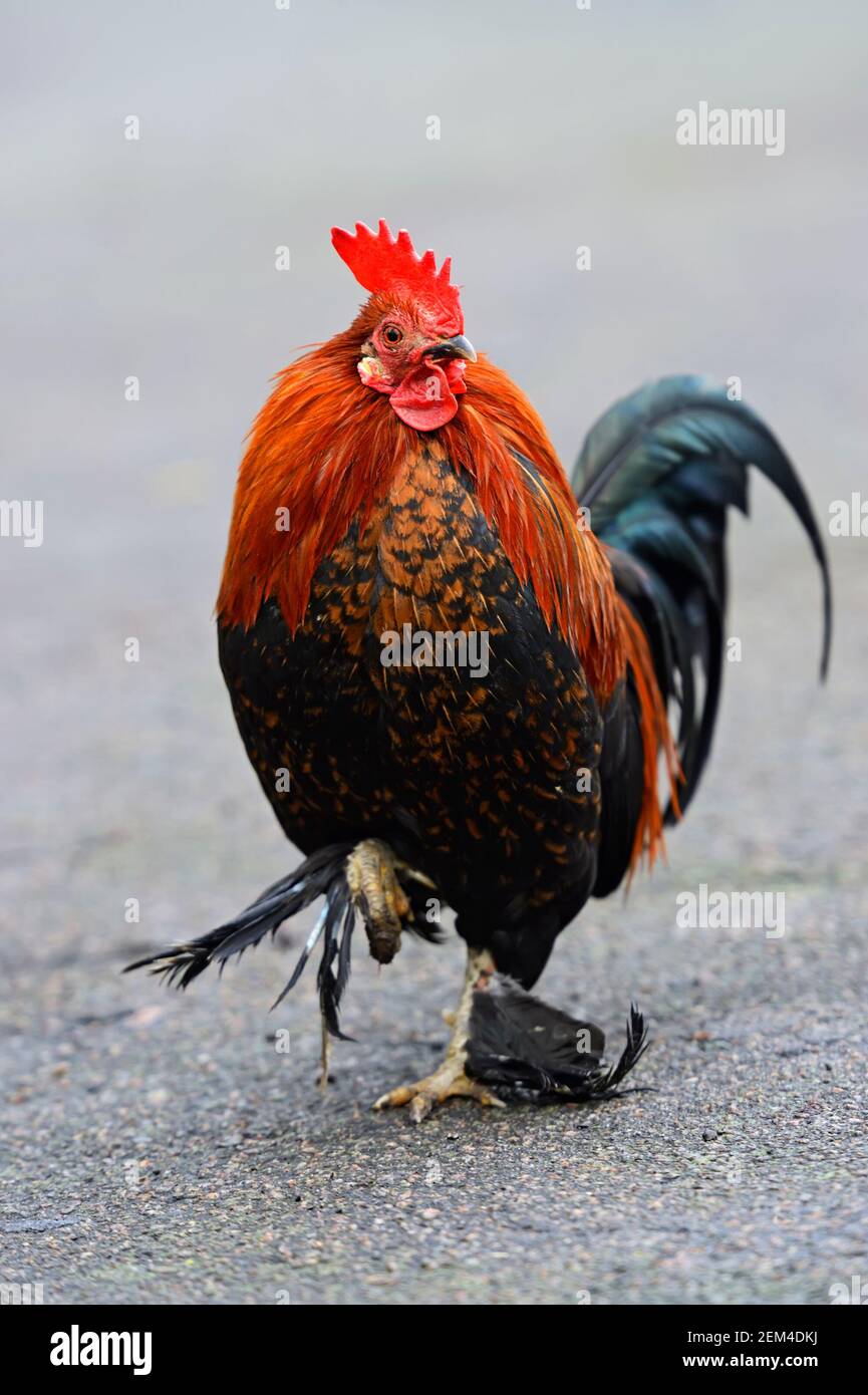 Pet rooster hi-res stock photography and images - Alamy