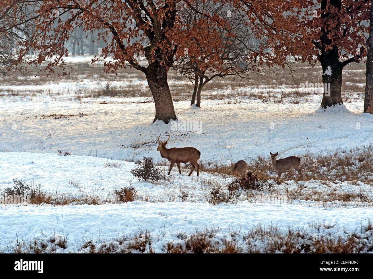 Sika spotted deer herd in hi-res stock photography and images - Alamy
