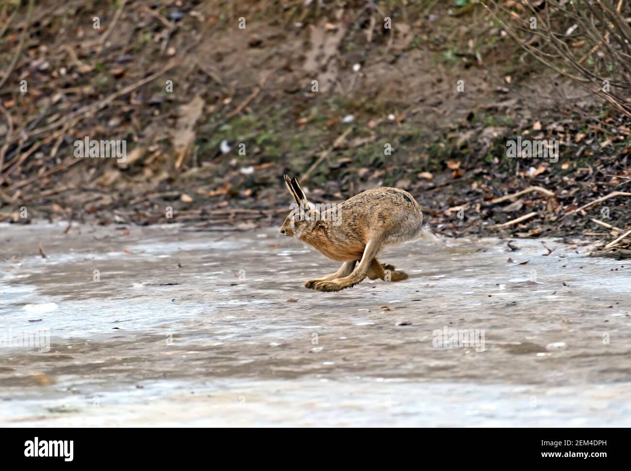 European gray hare in nature Stock Photo - Alamy