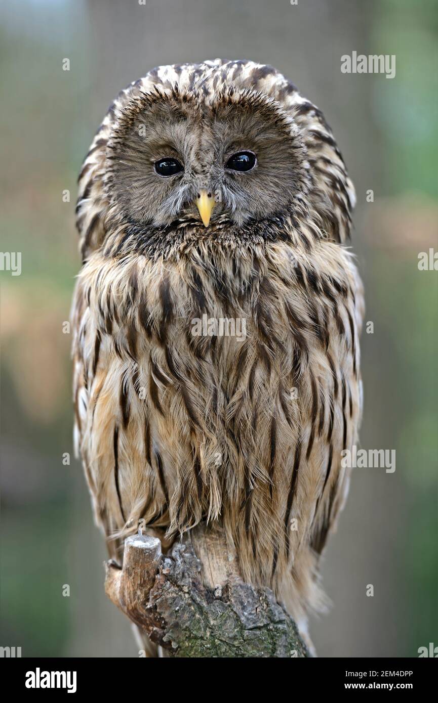 Two tailed owl hi-res stock photography and images - Alamy